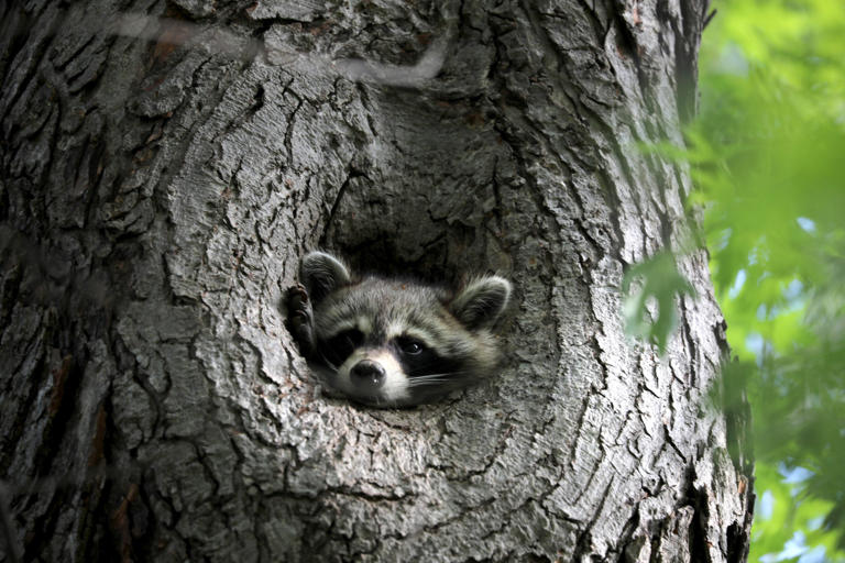 Watertown officials warn about rogue raccoon that rushed resident