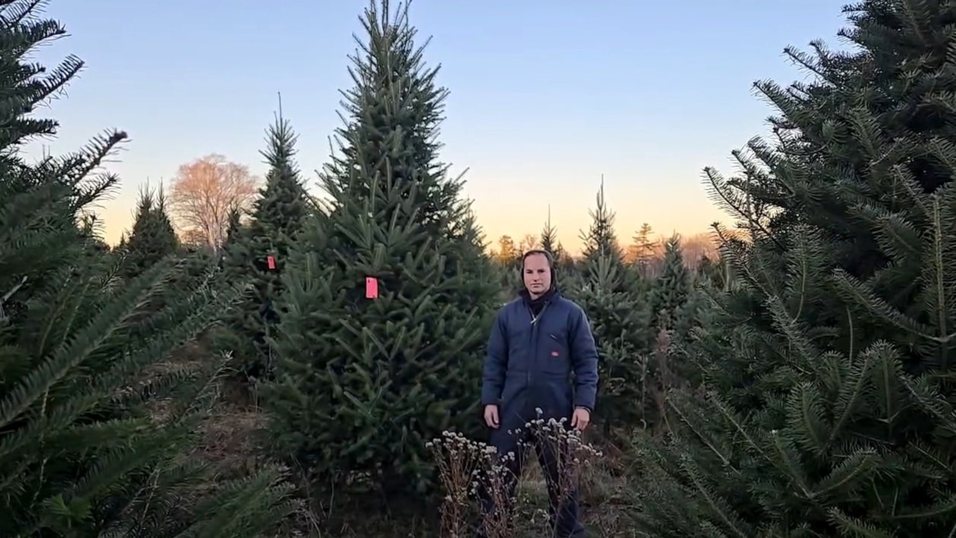 Made in America: Finding the perfect Christmas tree for the holiday season