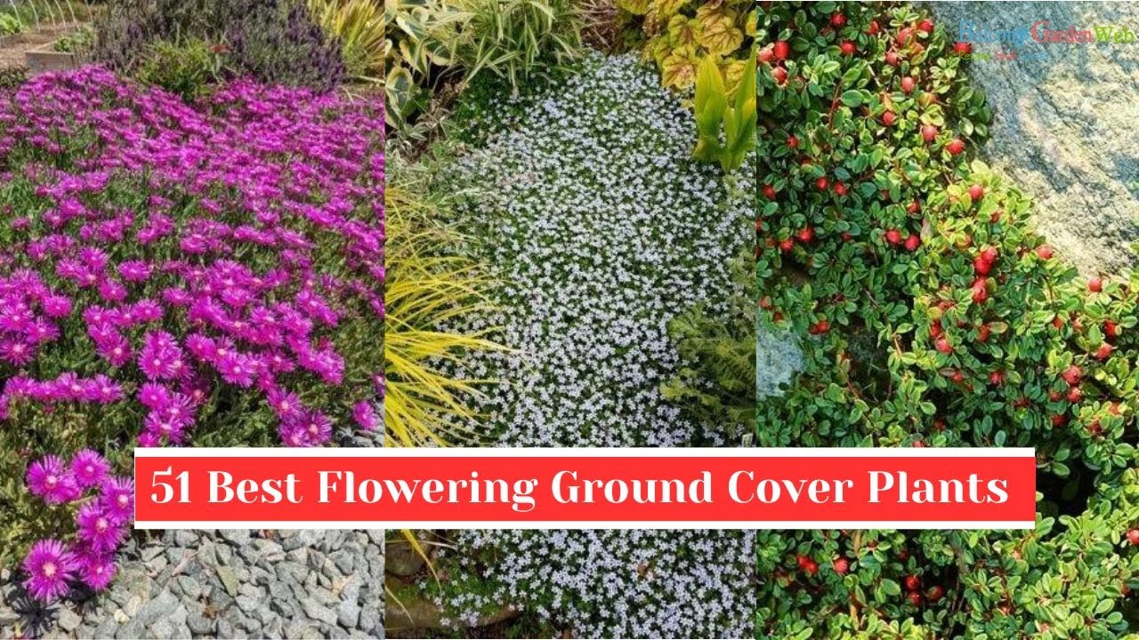 Create a vibrant garden with 51 flowering ground covers
