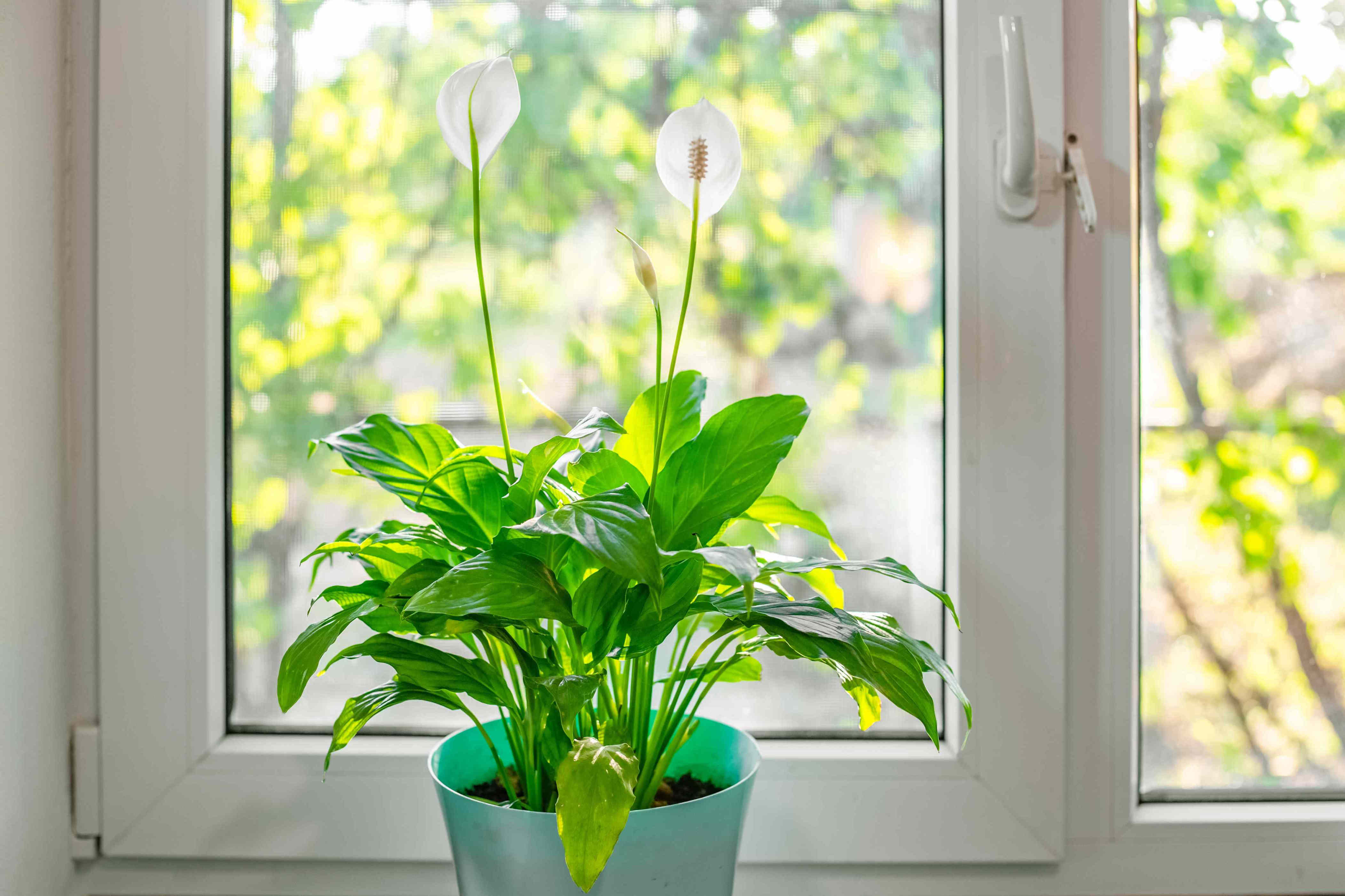 Why your peace lily is suddenly drooping—and how to save it, according ...