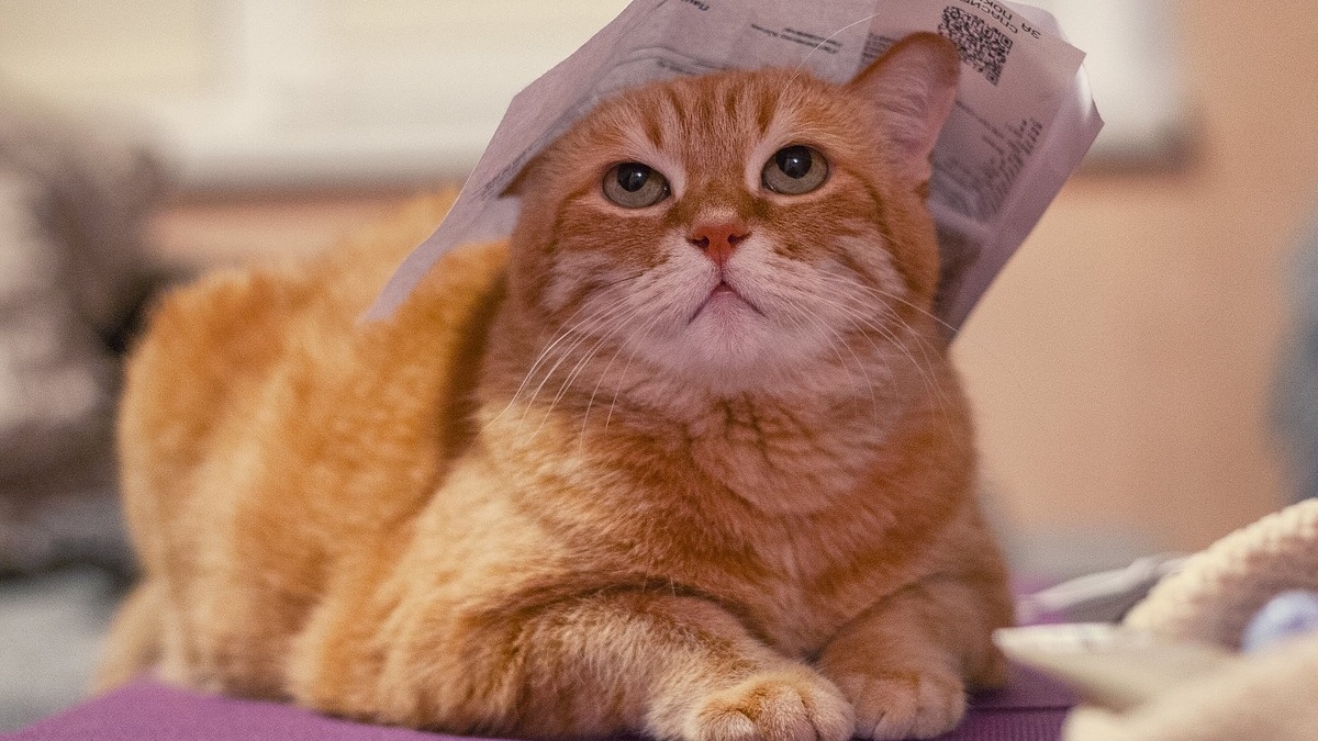 Why do orange cats act like the little agents of chaos everyone talks ...