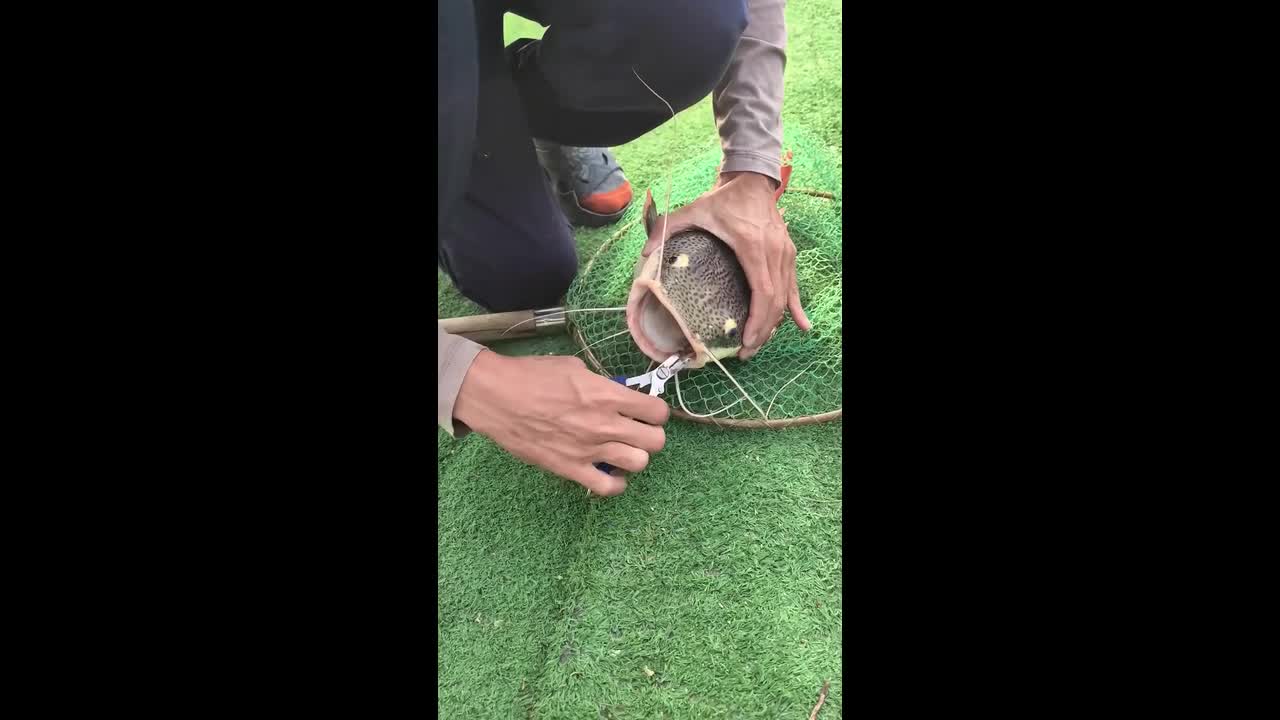 Fisherman pulls small fish from catfish's mouth in China