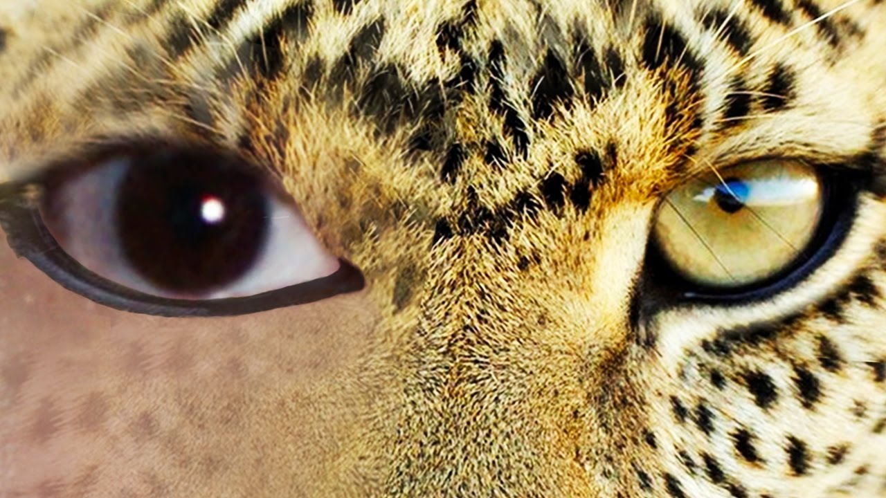 Reveal your true animal weight