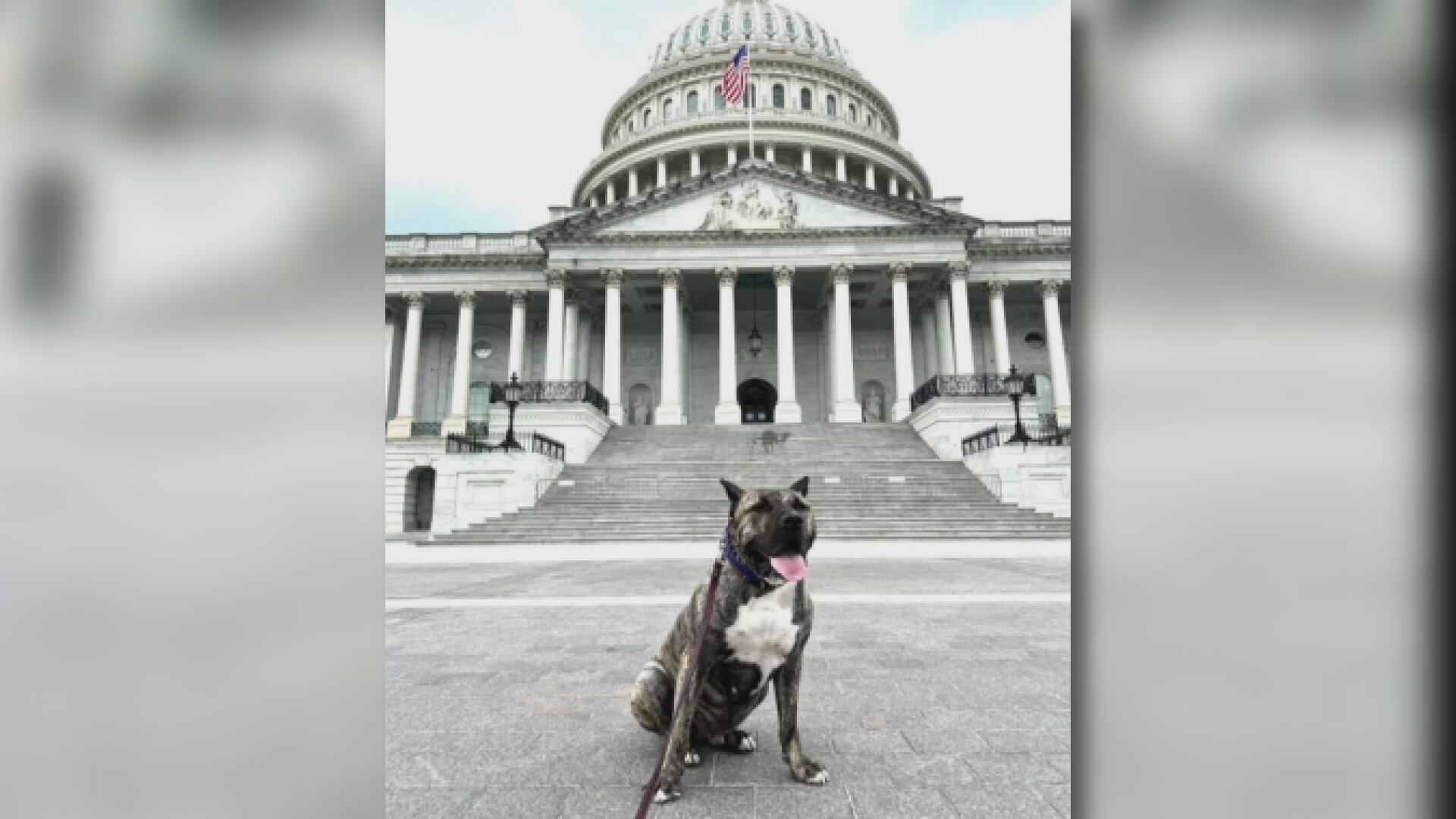 New film to dramatize the life of Ethan, Kentucky’s most-beloved rescue dog