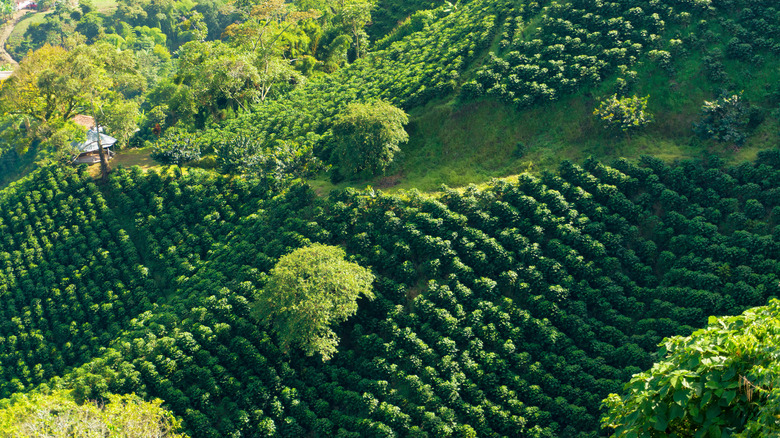 11 absolute best countries for coffee beans
