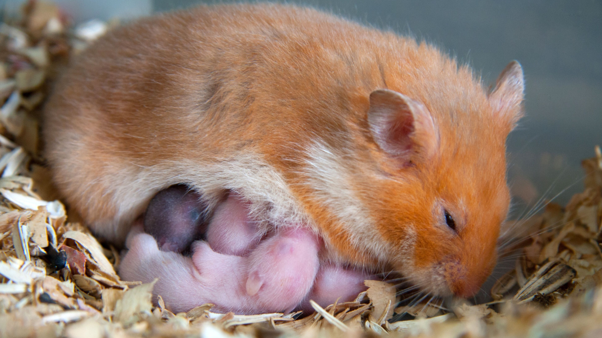 Why do hamsters eat their own babies?