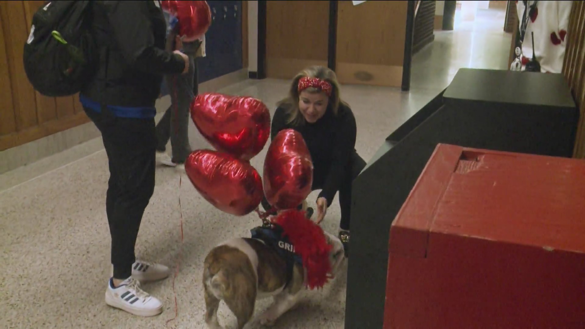 Meet Griff III, Drake’s new bulldog live-mascot-in-training