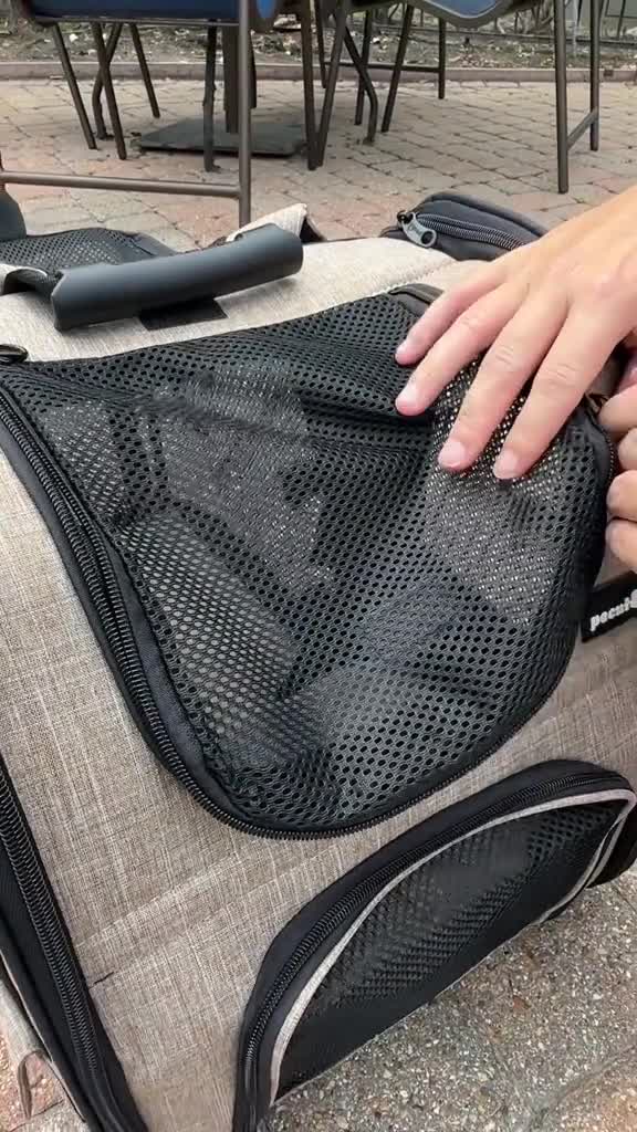 Taking my bearded dragon on adventures with a pet carrier backpack