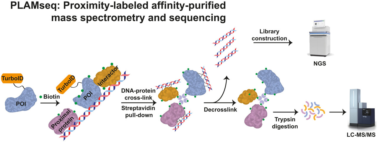 One experiment, two insights: Sequencing method reveals both genome ...