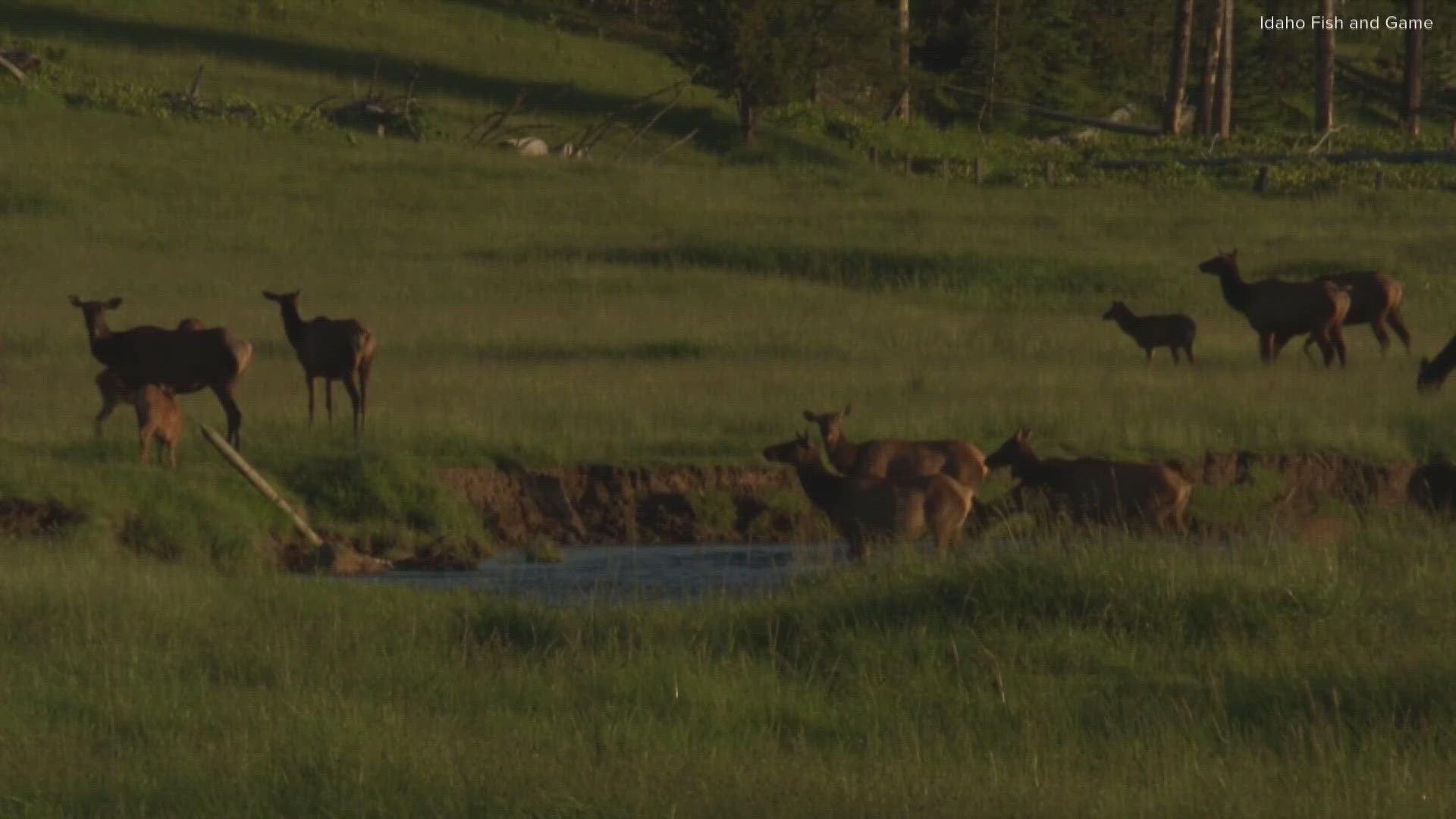 Idaho Deer, Elk Tag Drawing for Non-Residents