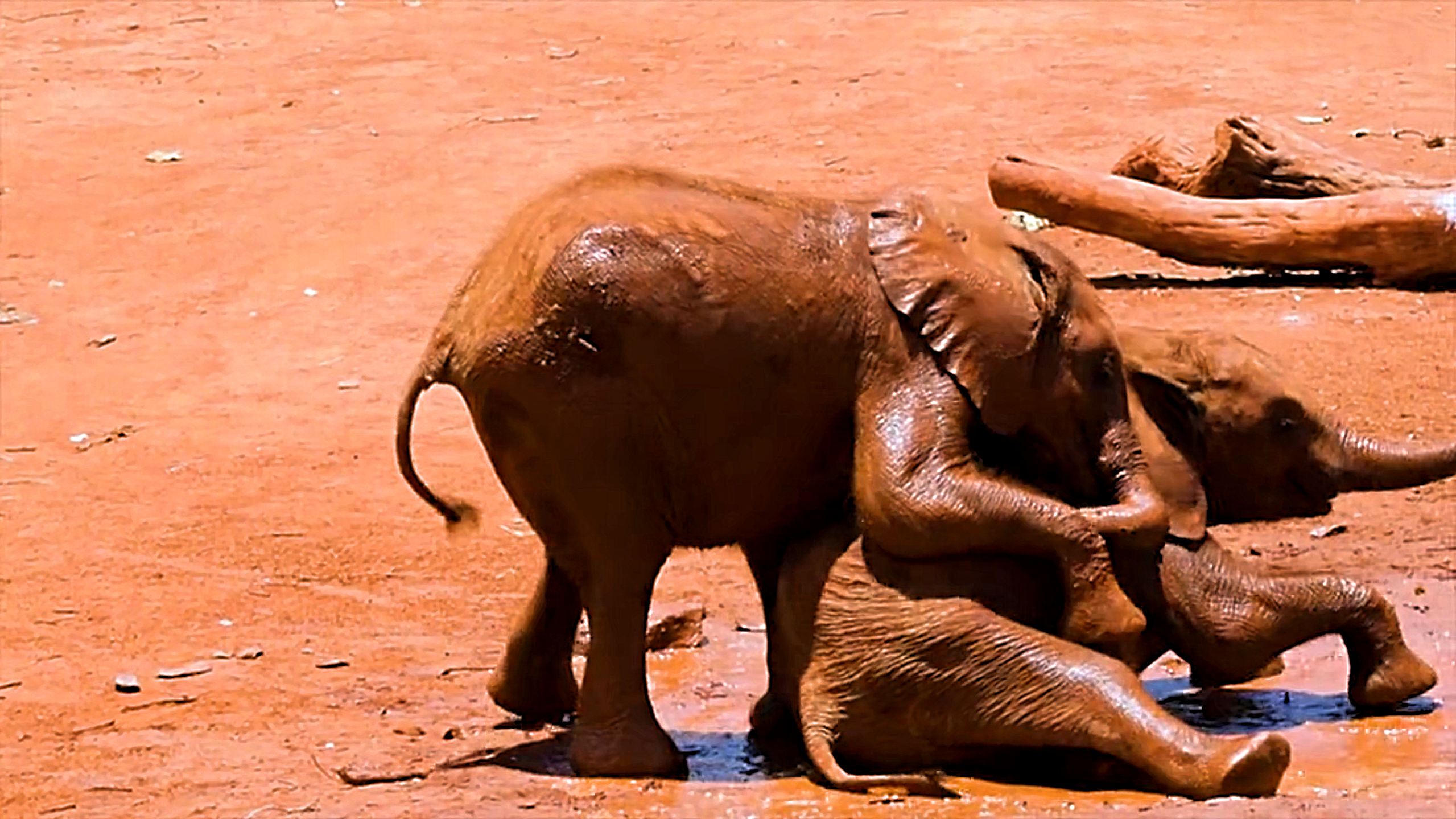 I filmed elephants bathing in a lake and spotted a rare sight