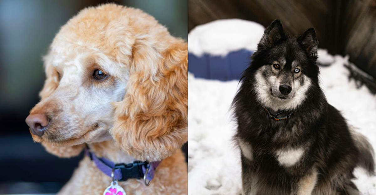 7 dog breeds that rarely shed and 7 that'll cover you in fur before ...