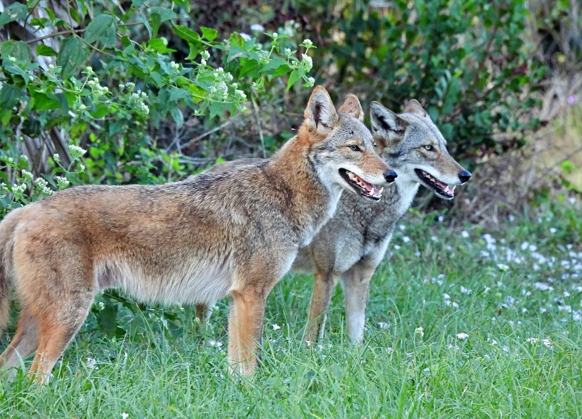 The US states with the biggest coyote populations