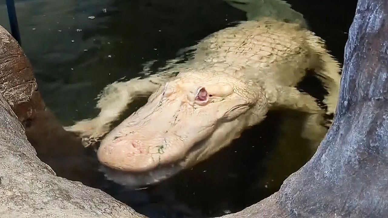 San Francisco's beloved albino alligator Claude dies aged 30