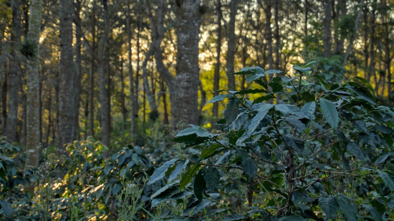11 absolute best countries for coffee beans