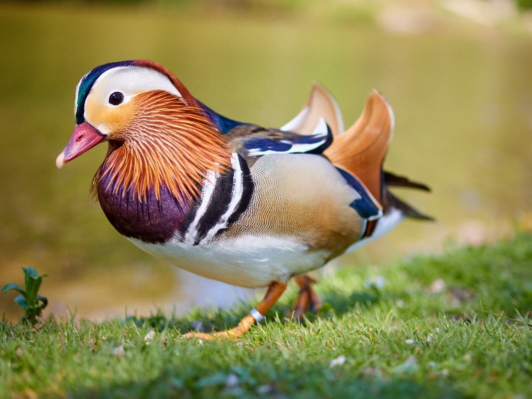 Avid avian followers flocking to Stony Brook for rare sighting of ...
