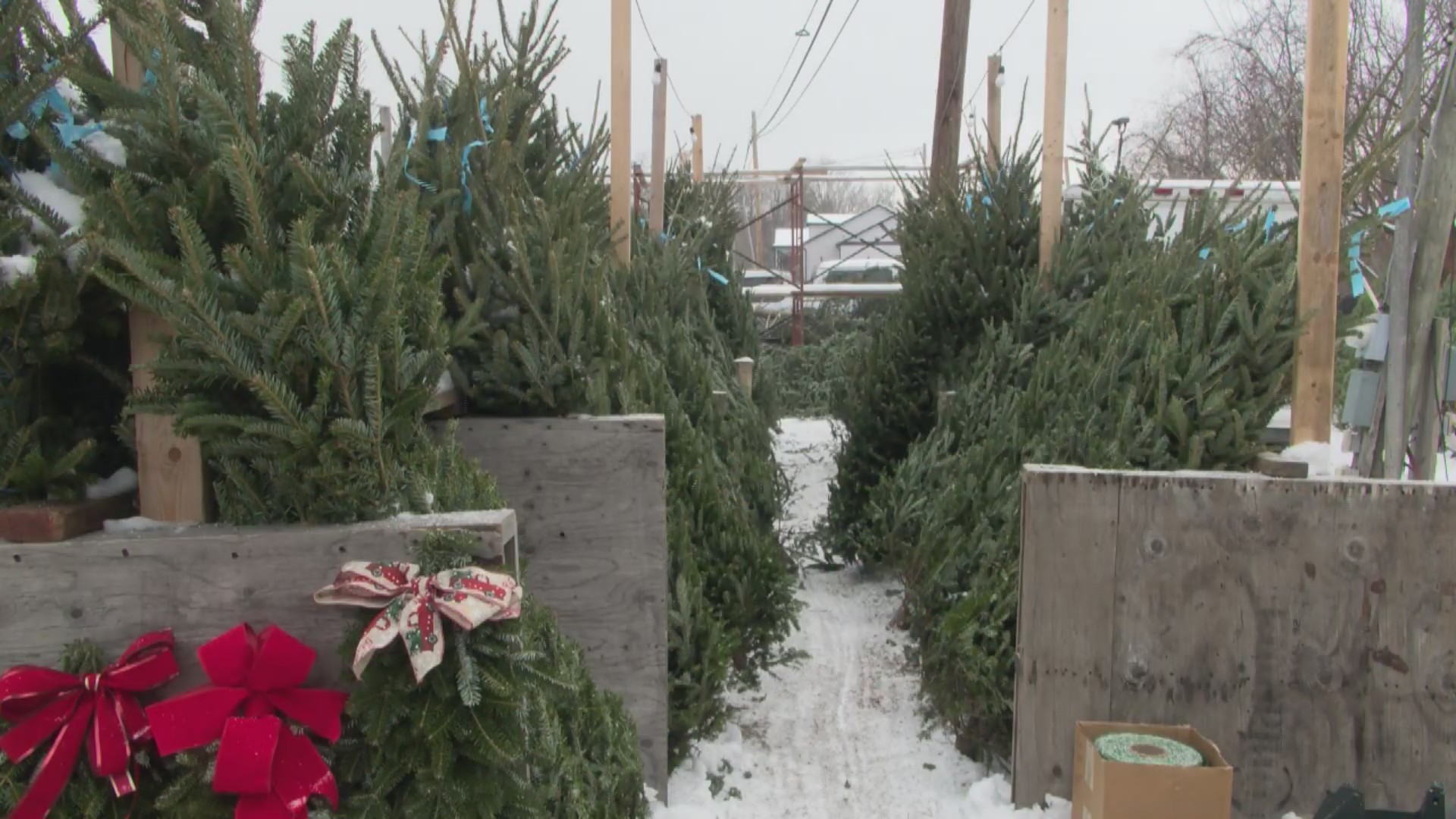 Tree farm explains how to properly maintain Christmas tree | 28/22 News