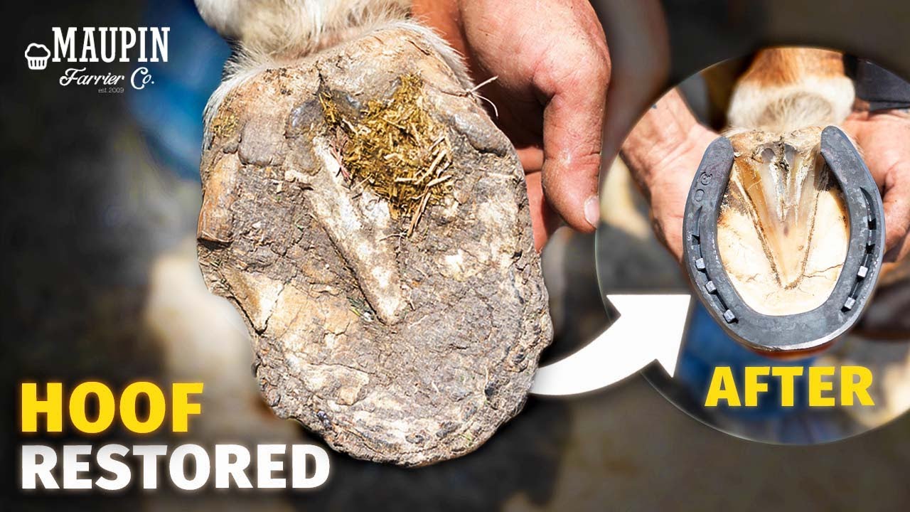 4K farrier ASMR: Relaxing hoof magic
