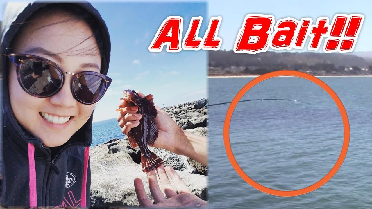 Catching live bait from shore - huge fish frenzy!