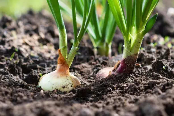 Onion farmers sinking into a debt trap: SKM