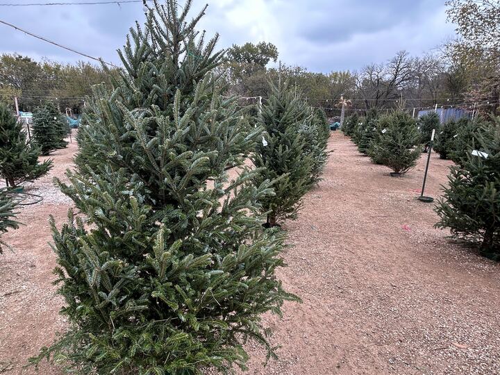 Tariffs on imported artificial Christmas trees could drive business to ...