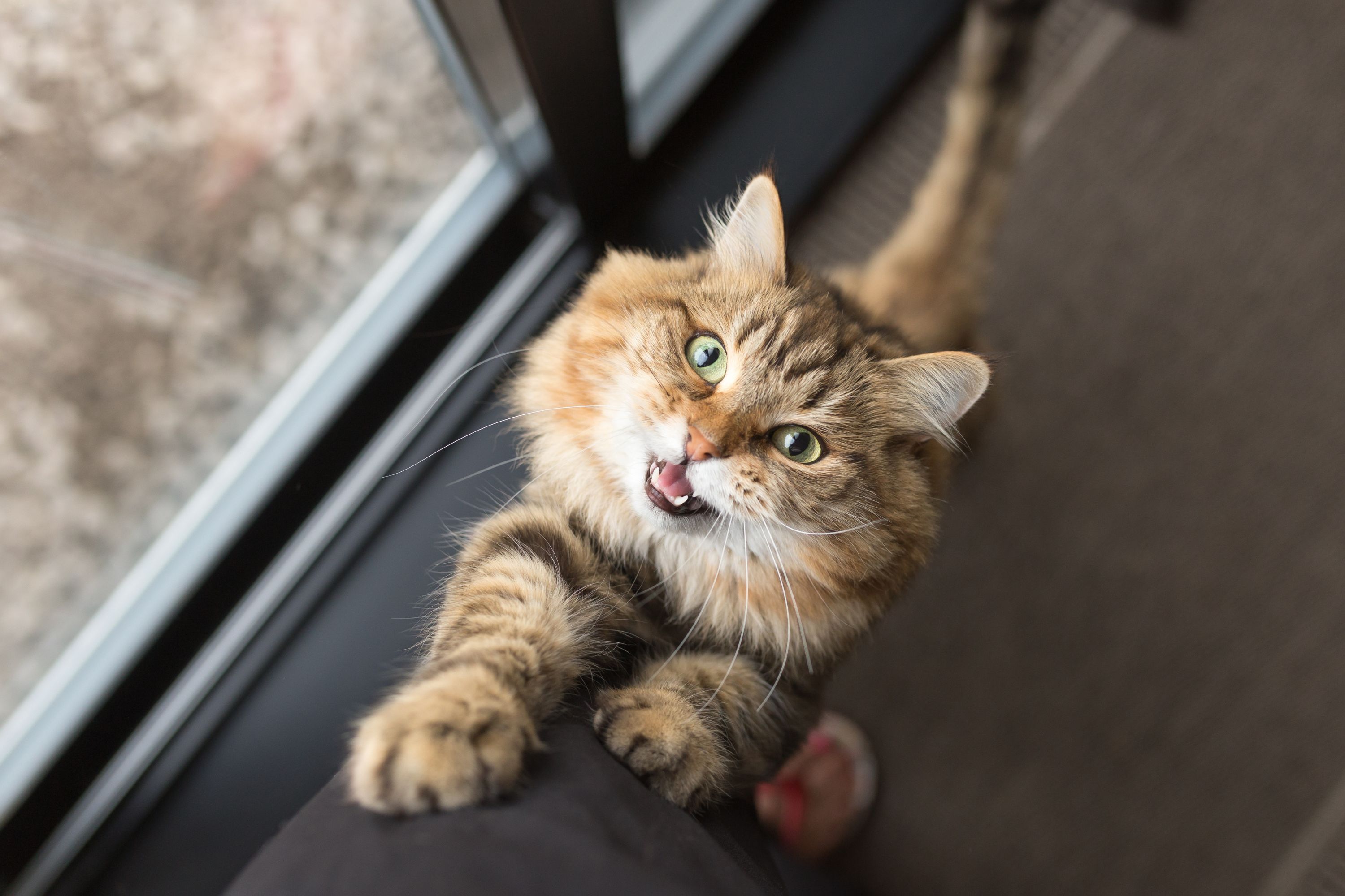 Cats talk differently to men and women