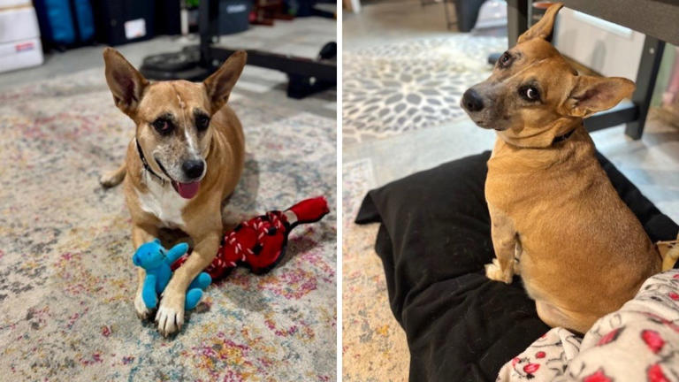Last-minute rescue: Young dog saved on what was supposed to be her last day