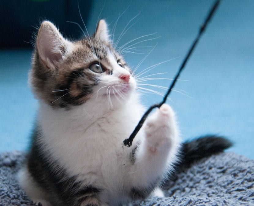 ¿Cuánto tiempo hay que jugar con el gato? Guía completa para un felino ...