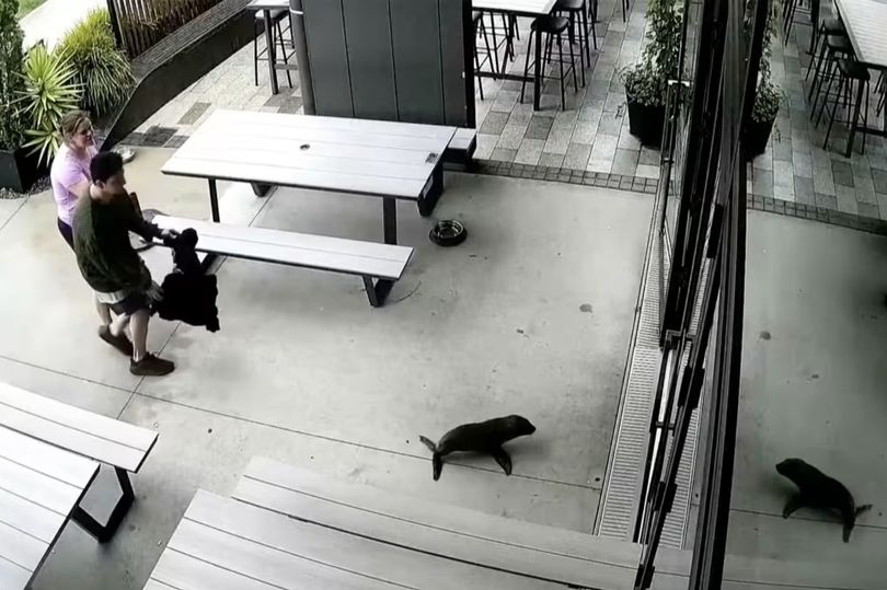 Baby seal wanders into New Zealand bar as owner uses pizza topping to ...