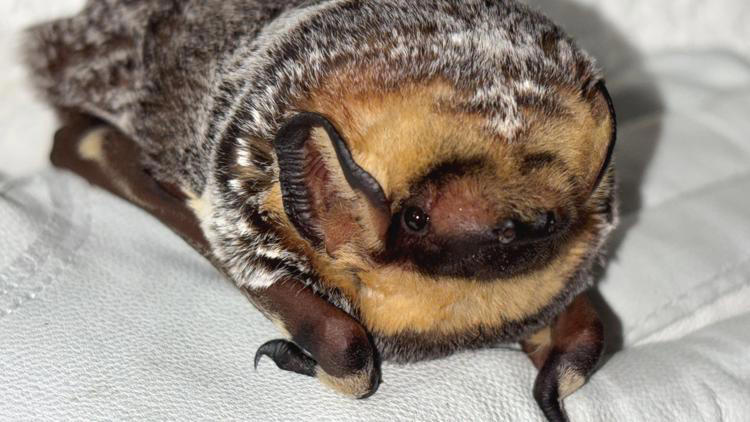 Rehabilitated hoary bat with tracking transmitter released in Southern California for the first time