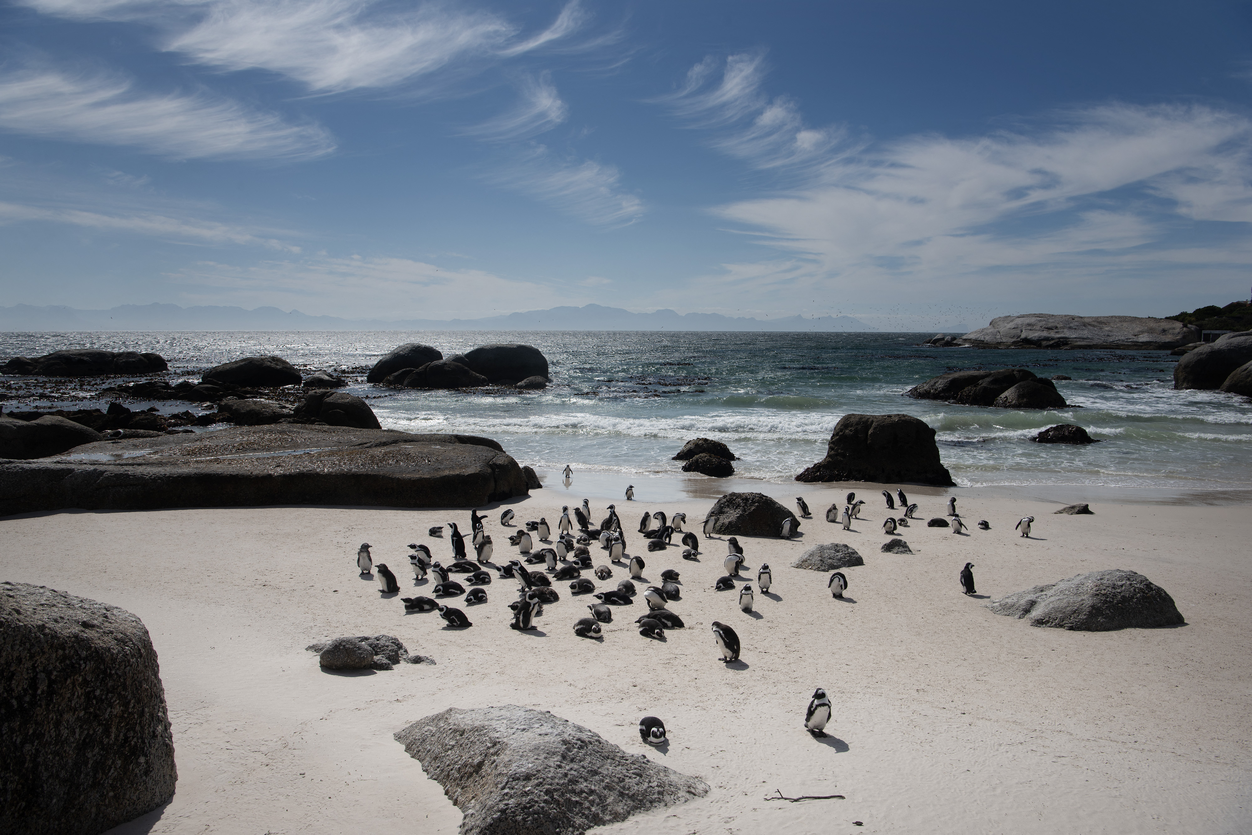 What caused a massive die-off of penguins off the South African coast?
