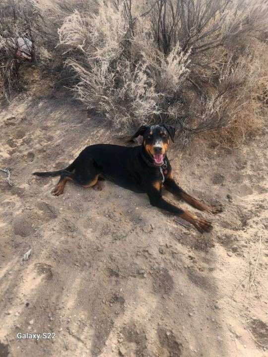 Rio Rancho dog recovering after being shot multiple times during a walk