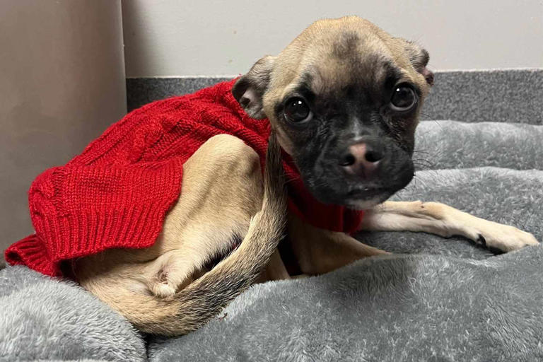 Routine traffic stop uncovers 'skin and bones' dog former owner says ...