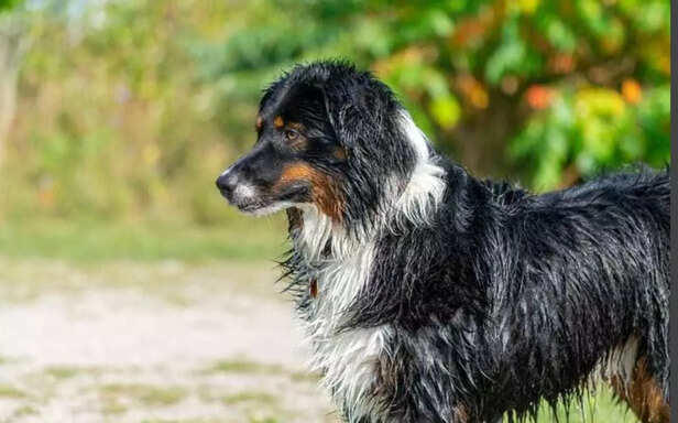 Rare dog breeds you’ve never heard of: Prepare to be amazed!