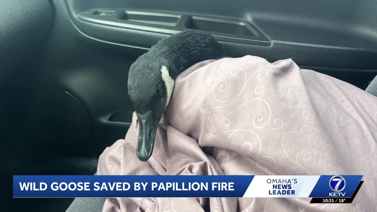Papillion firefighters save goose that was stuck on ice
