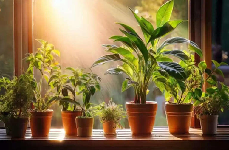 Morning plants that bring positive energy and good fortune