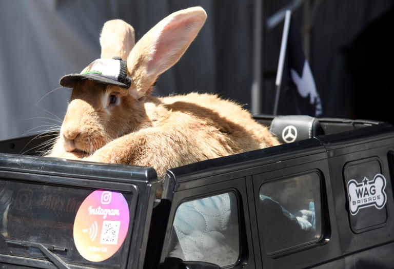 Bunny cafe opening first location in San Francisco
