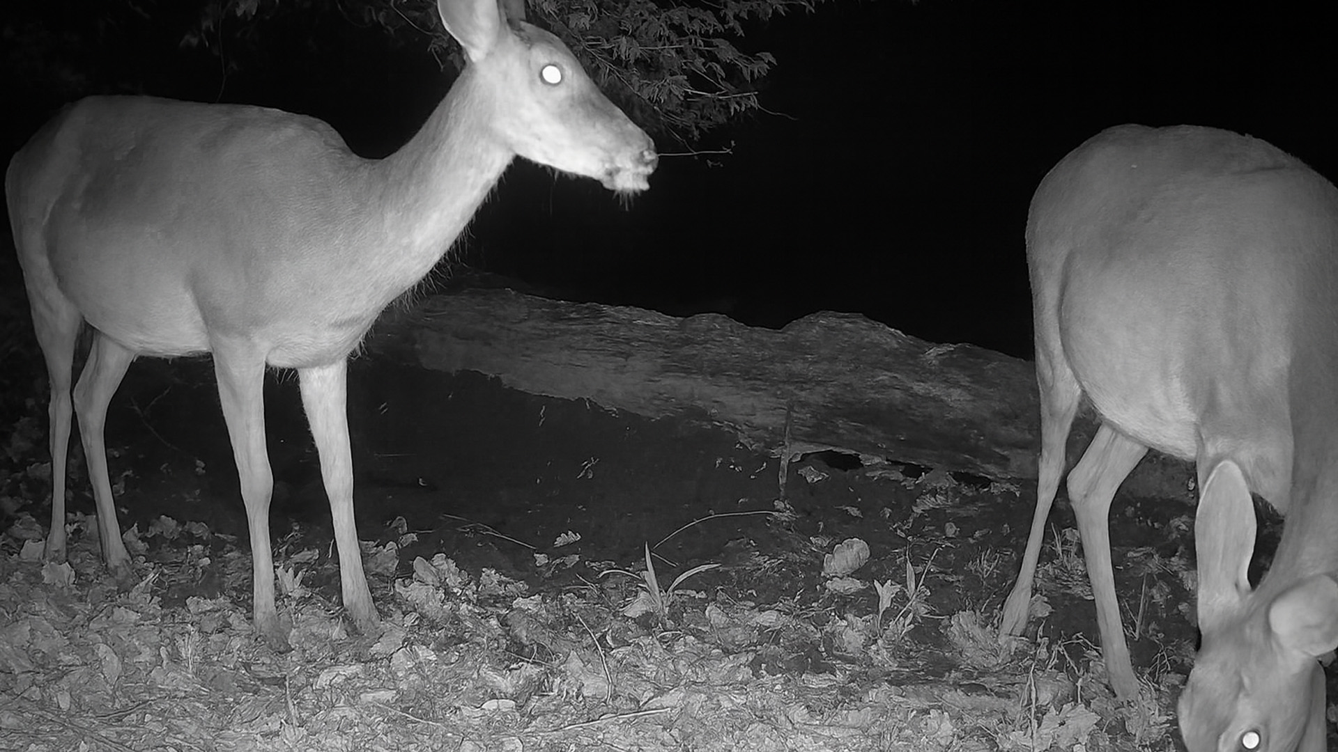 Wie kwam er langs bij de rivier? De verborgen camera onthult het