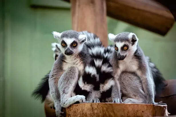 5 fascinating things about lemurs most people don’t know