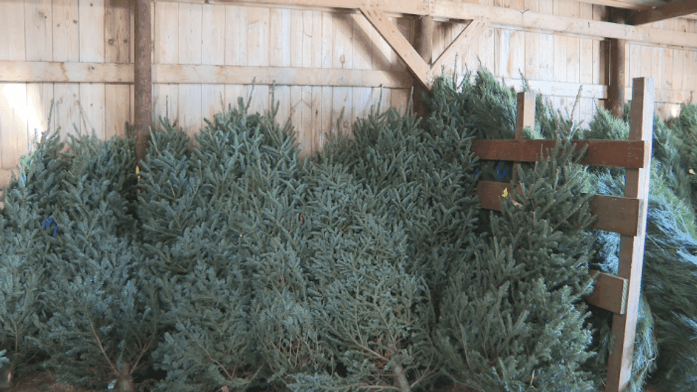 Real Christmas trees may be a smarter financial choice amid rising ...
