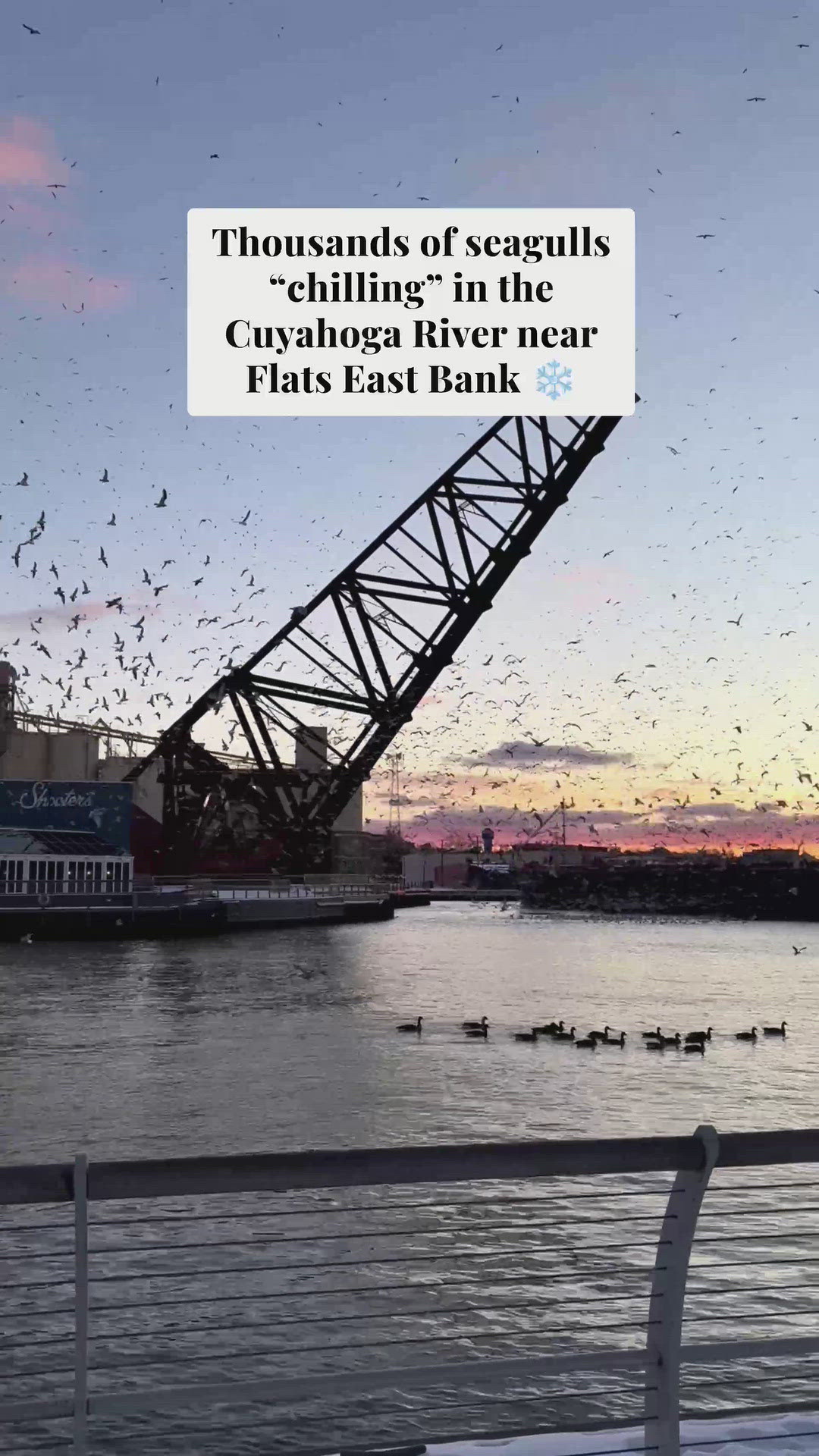 Thousands of seagulls "chilling" in Cuyahoga River near the Flats