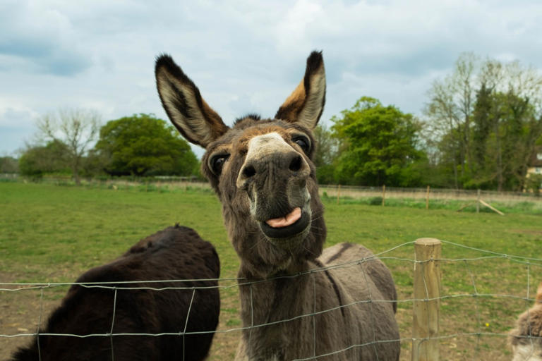 This real donkey's resemblance to the 'Shrek' character is absolutely ...