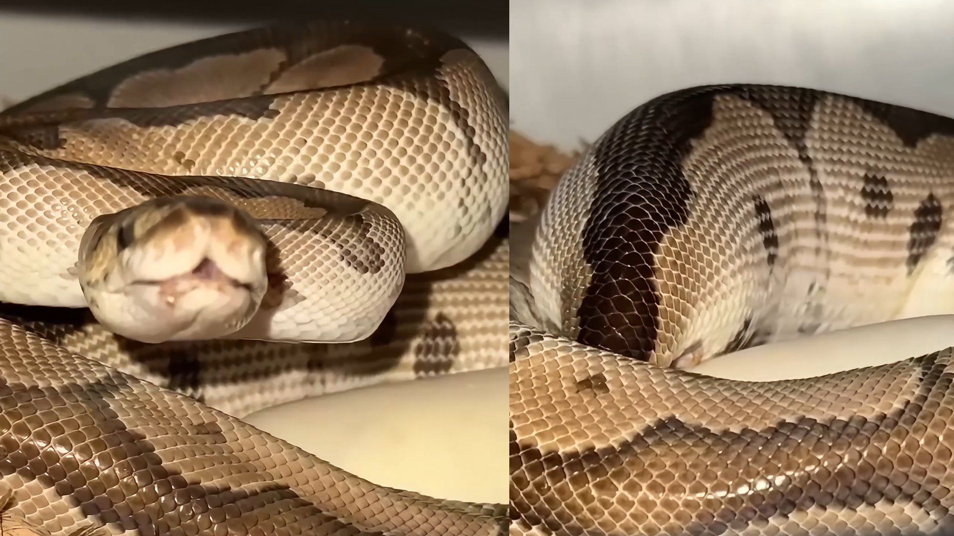 We hatched an incredible axanthic clown ball python!