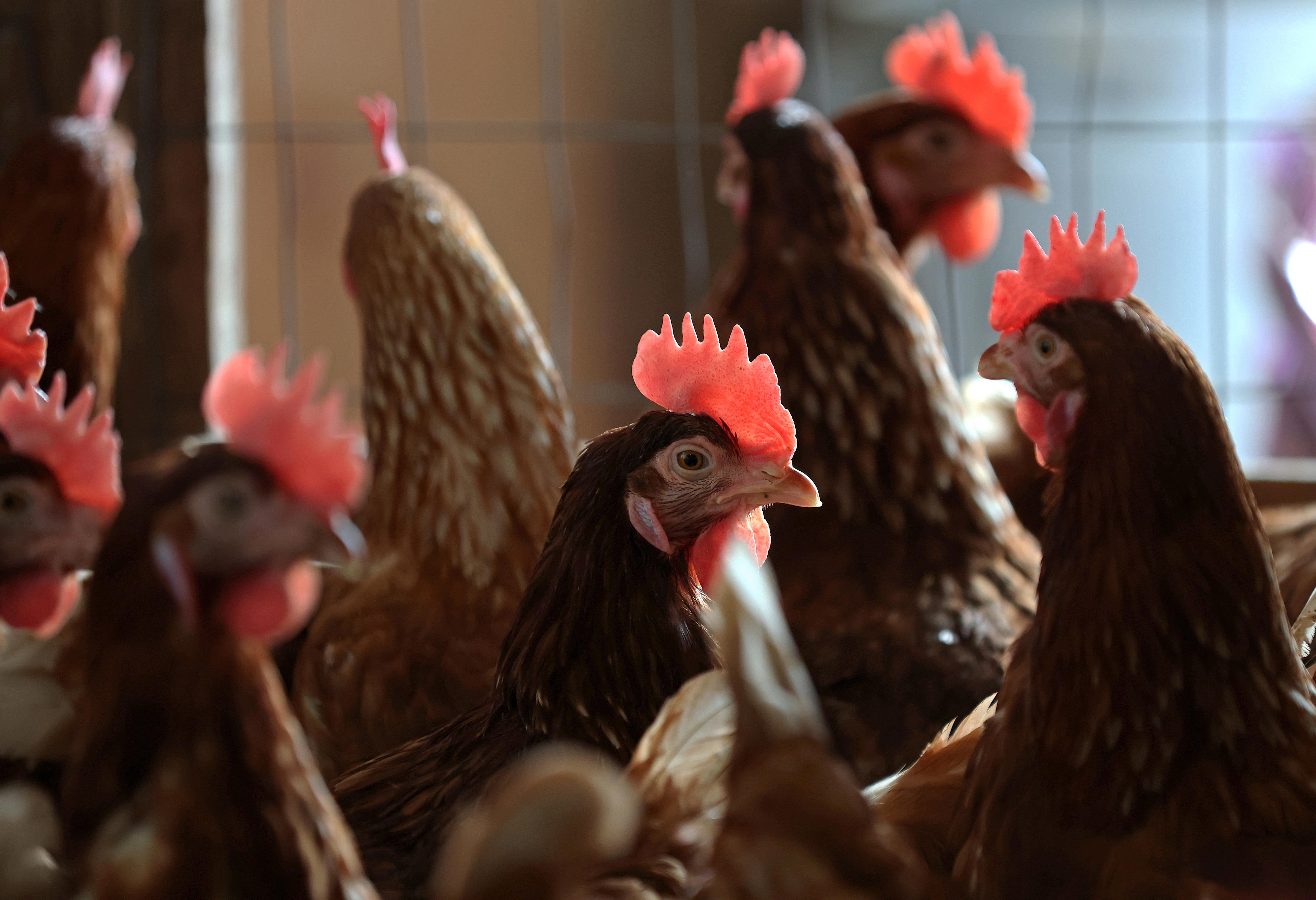 Activist sentenced to jail after stealing chickens from poultry plant