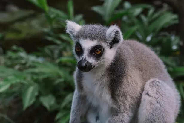 5 fascinating things about lemurs most people don’t know