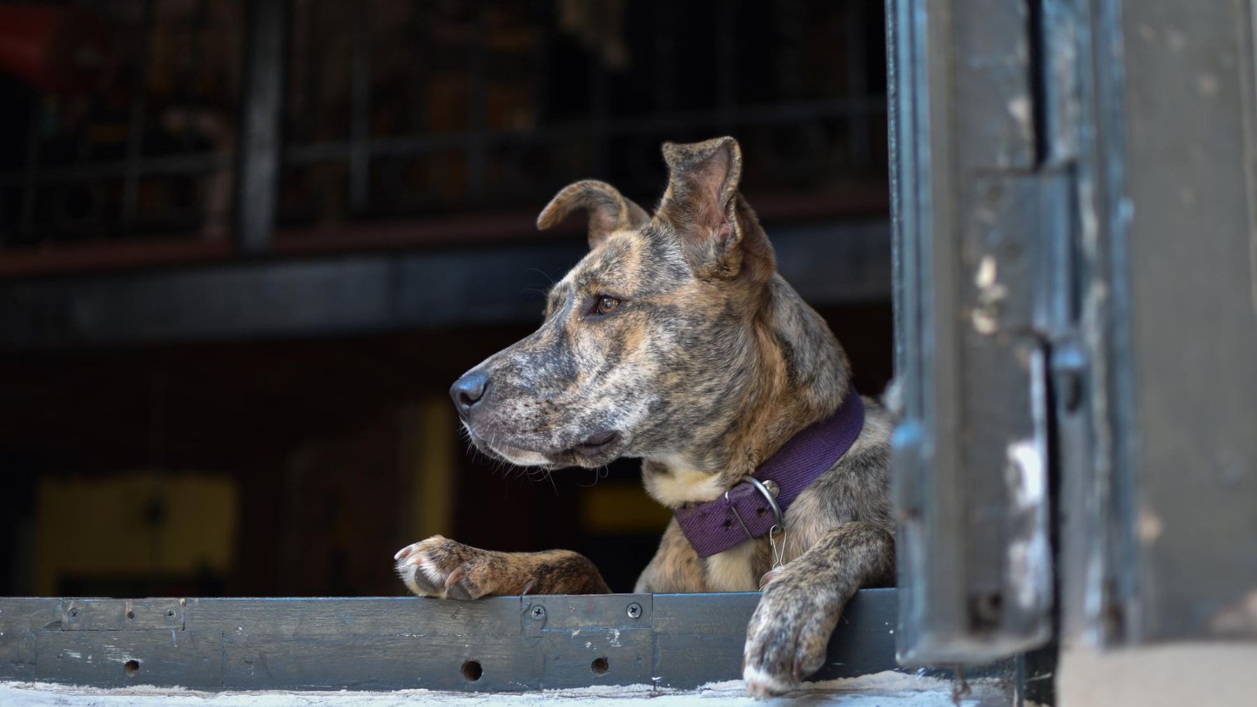 Parece una peli, pero es 100% real: roban un perro en Madrid y aparece ...