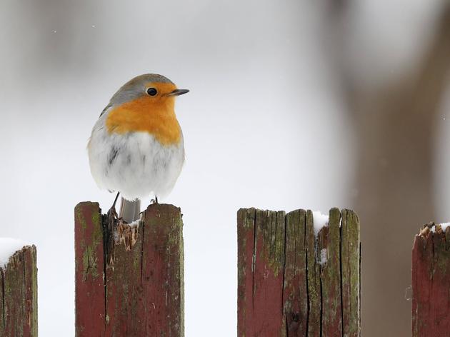 Garten im Winter: Die 4 besten Maßnahmen für Igel, Vögel und Eichhörnchen