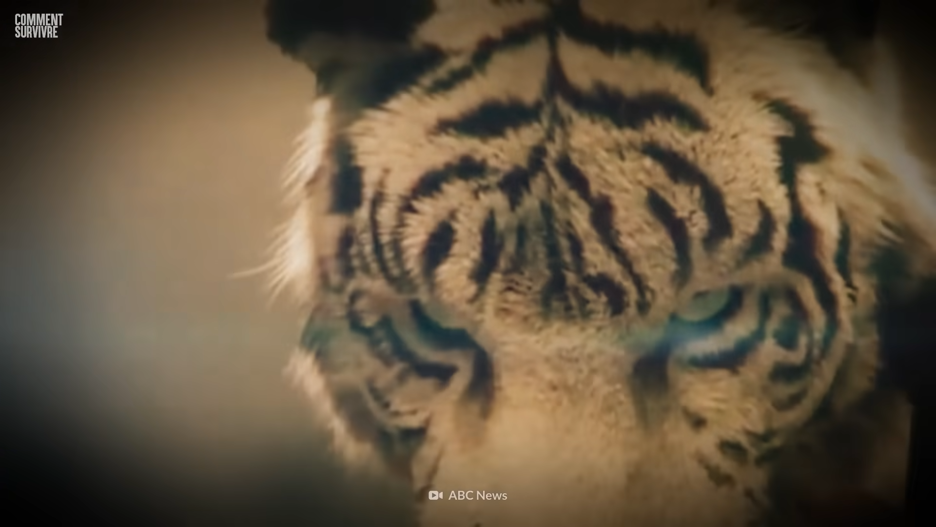 Déchiqueté par son tigre en plein spectacle : la tragédie de Siegfried ...