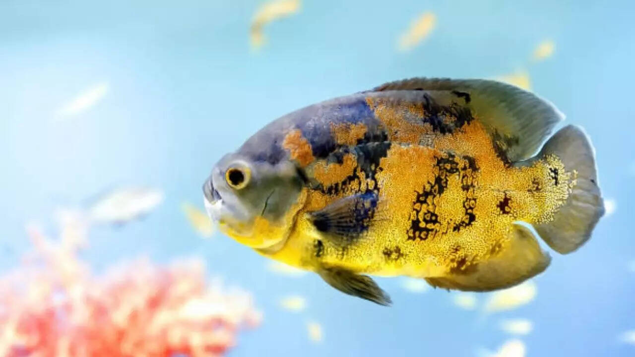 8 varieties of fish that thrive the longest in aquariums