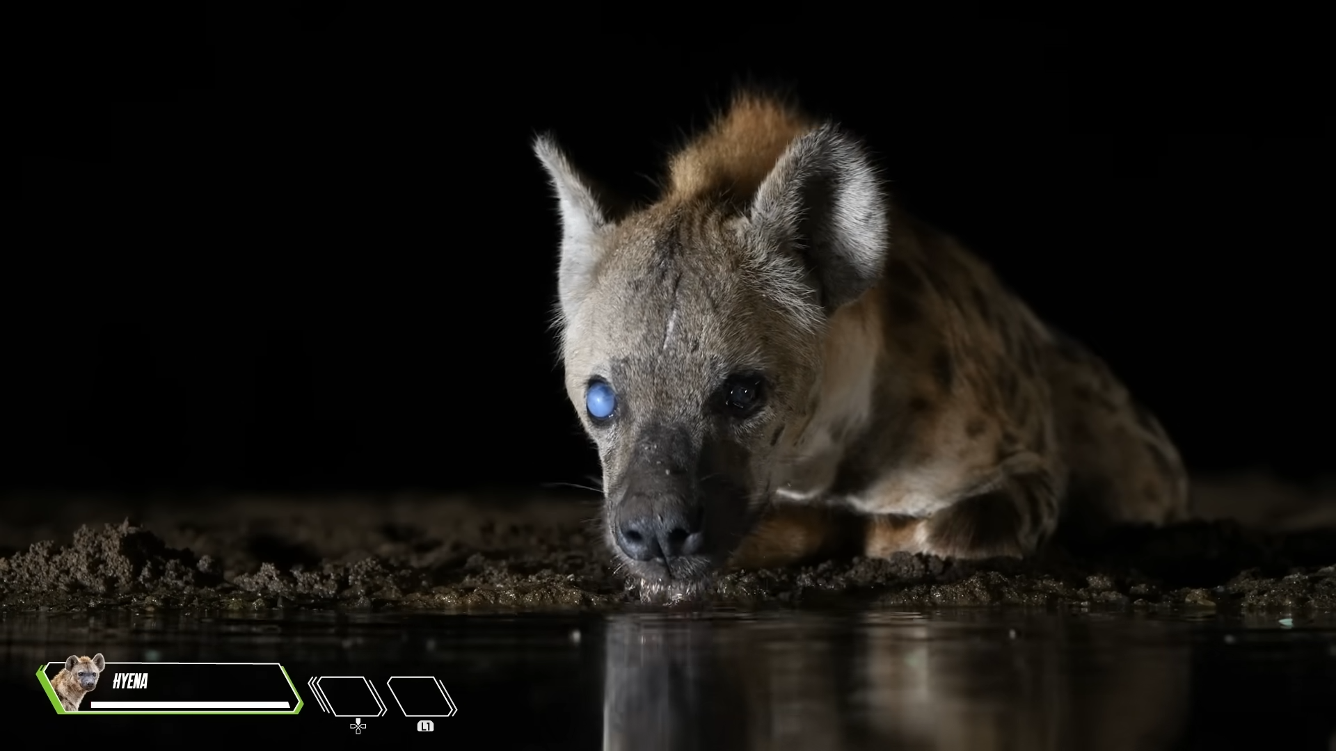 How hyenas broke nature’s rules and became evolution’s true survivors